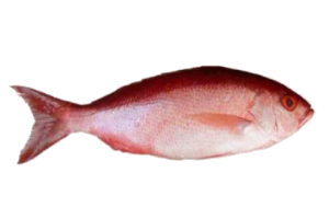 FRESCAFISH PTY | INICIO